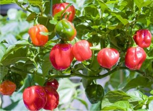 13 Properties of Akbare Khursani