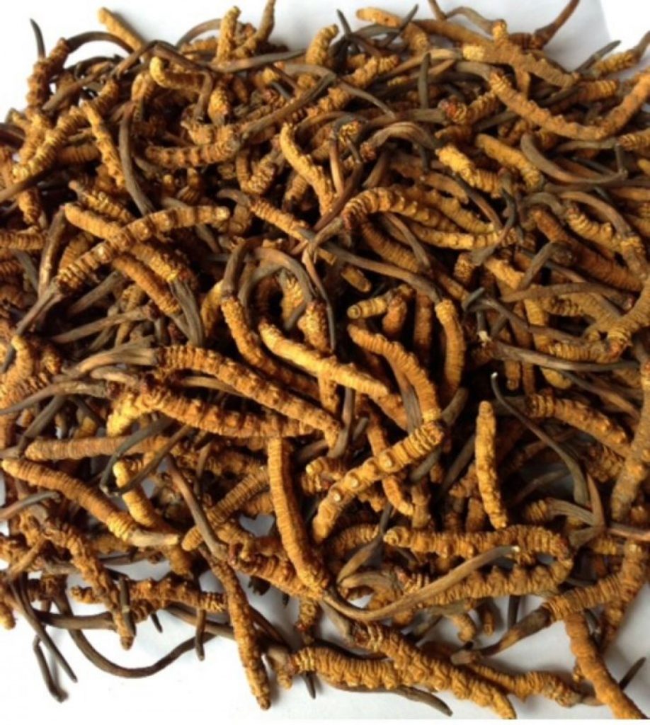The Benefits of Yarsagumba - A Comprehensive Guide